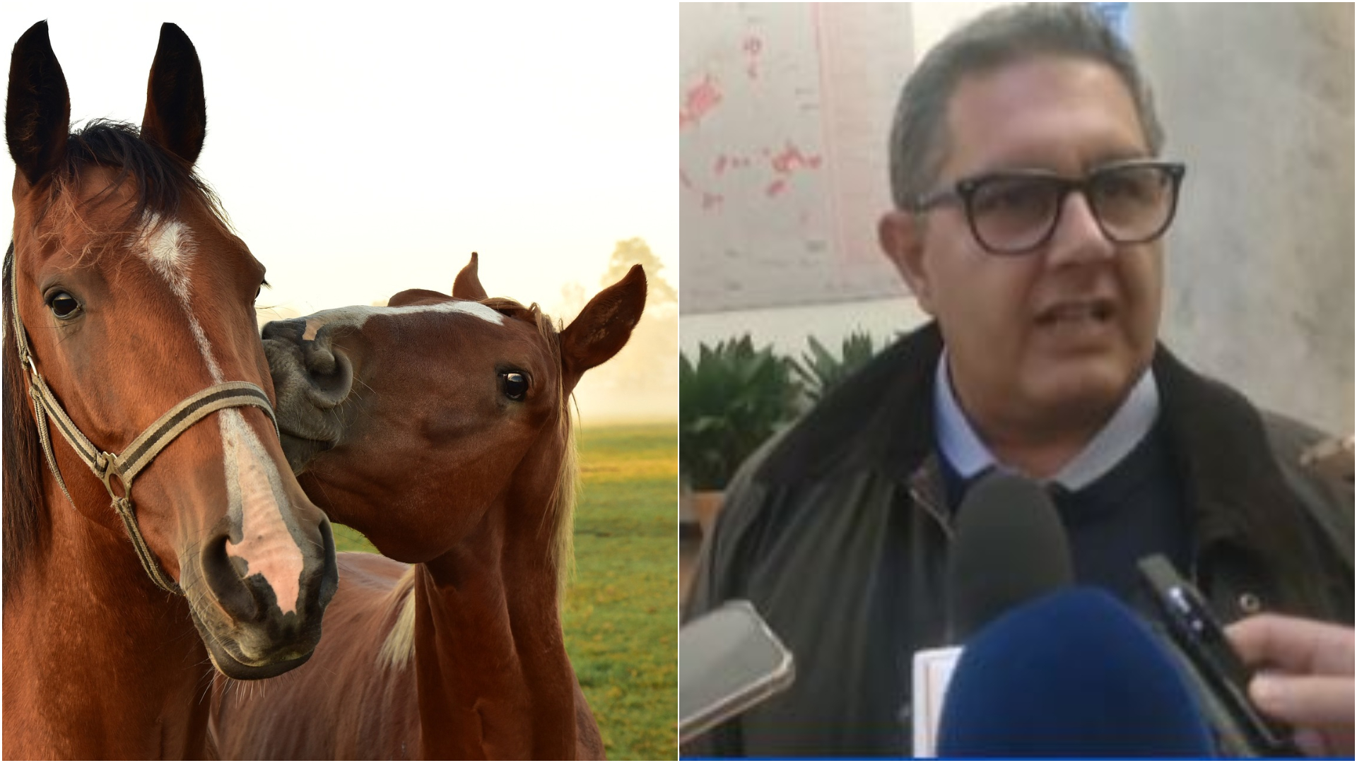 Cavalli selvaggi, Toti: "Trasferiti in quota nel parco della Val d ...