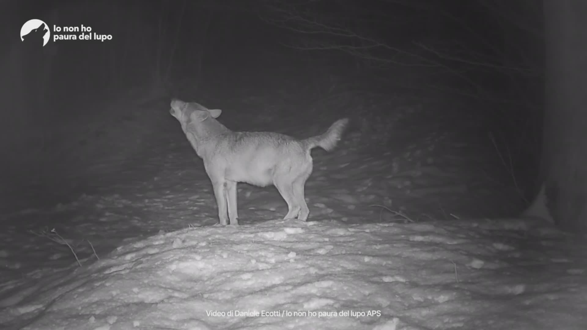 Lupi in Liguria: dall'Appennino parmense l'impressionante video di un ...